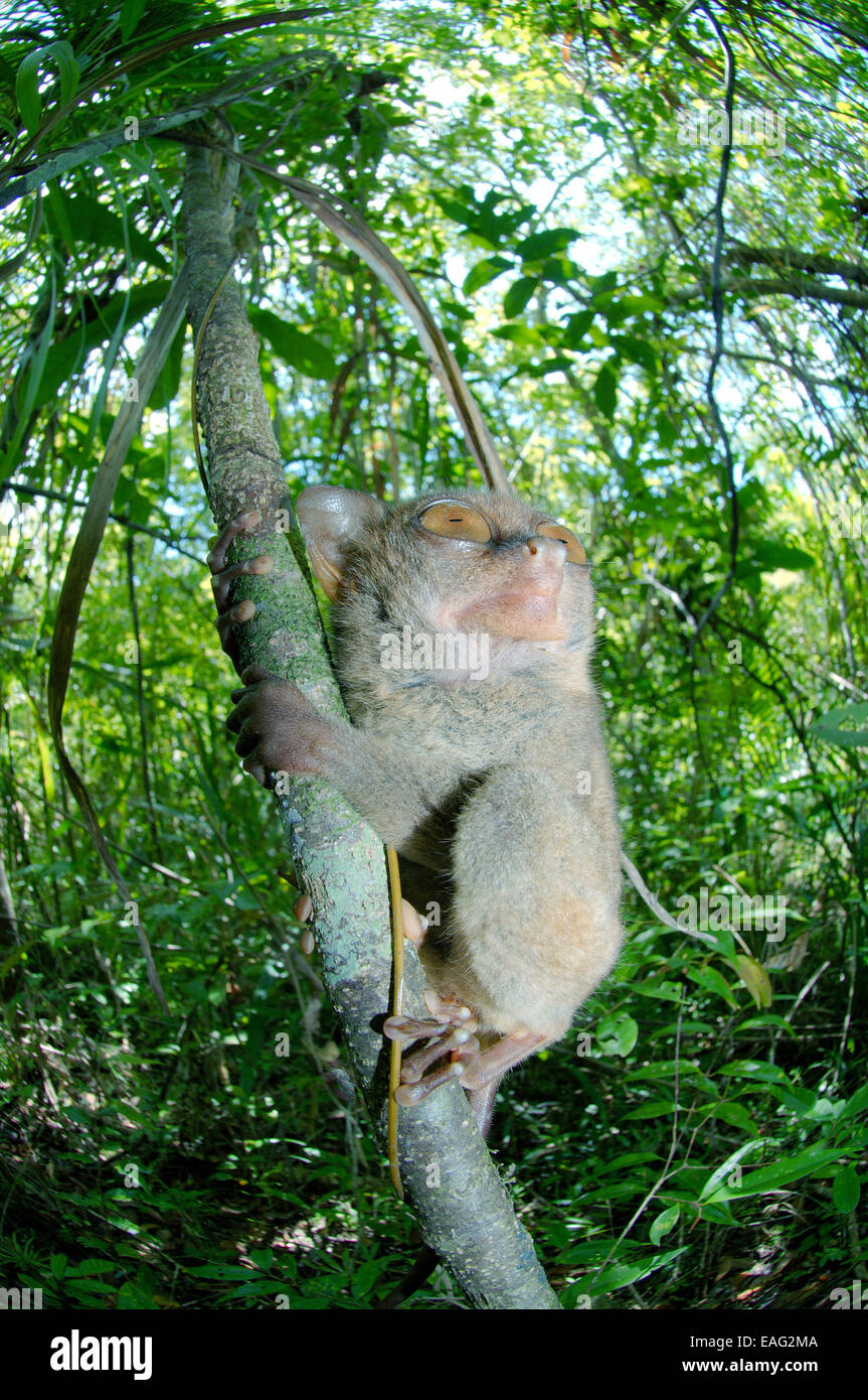 Philippine tarsier (Carlito syrichta) island Bohol, Philippines ...