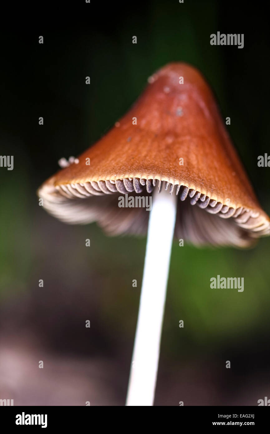 Close up of a toadstool Stock Photo - Alamy