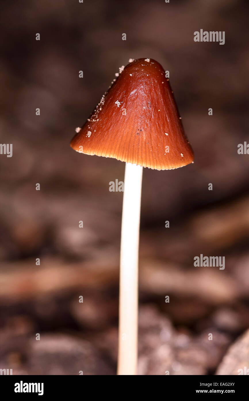 Close up of a toadstool Stock Photo - Alamy