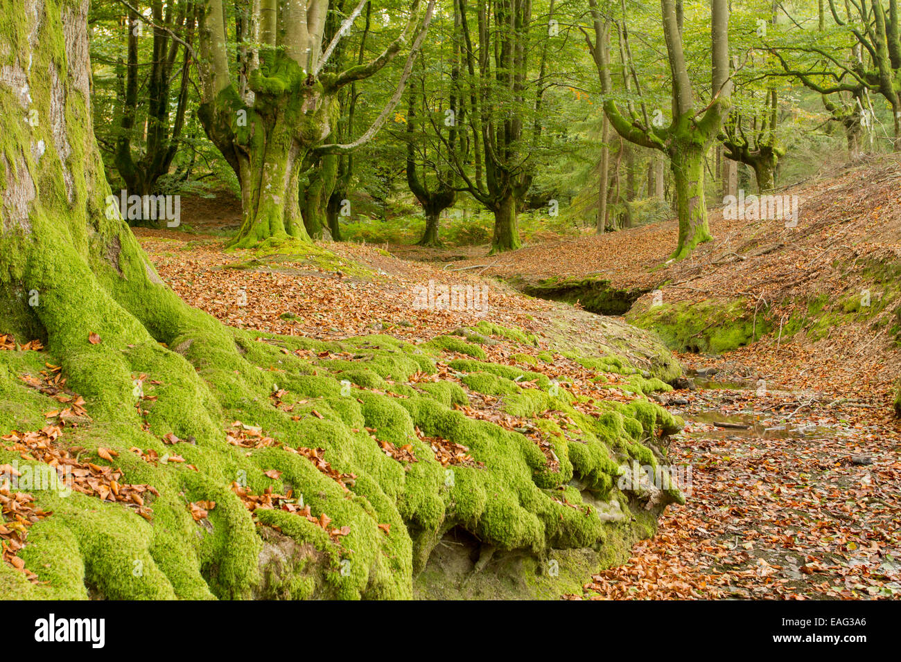 Otzarreta forest, Gorbea Natural Park, Biscay, Basque Country Stock ...