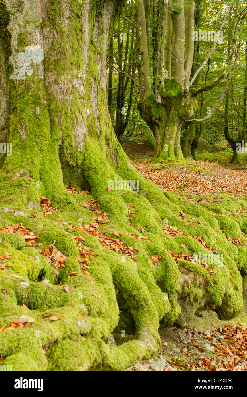 Otzarreta beech gorbeia hi-res stock photography and images - Alamy