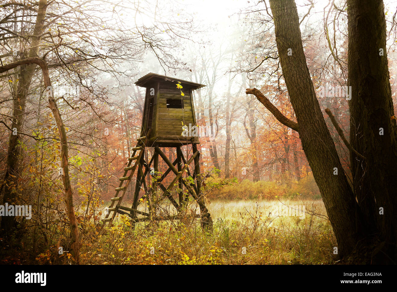 Hunting pulpit in forest at sunrise, Poland Stock Photo - Alamy