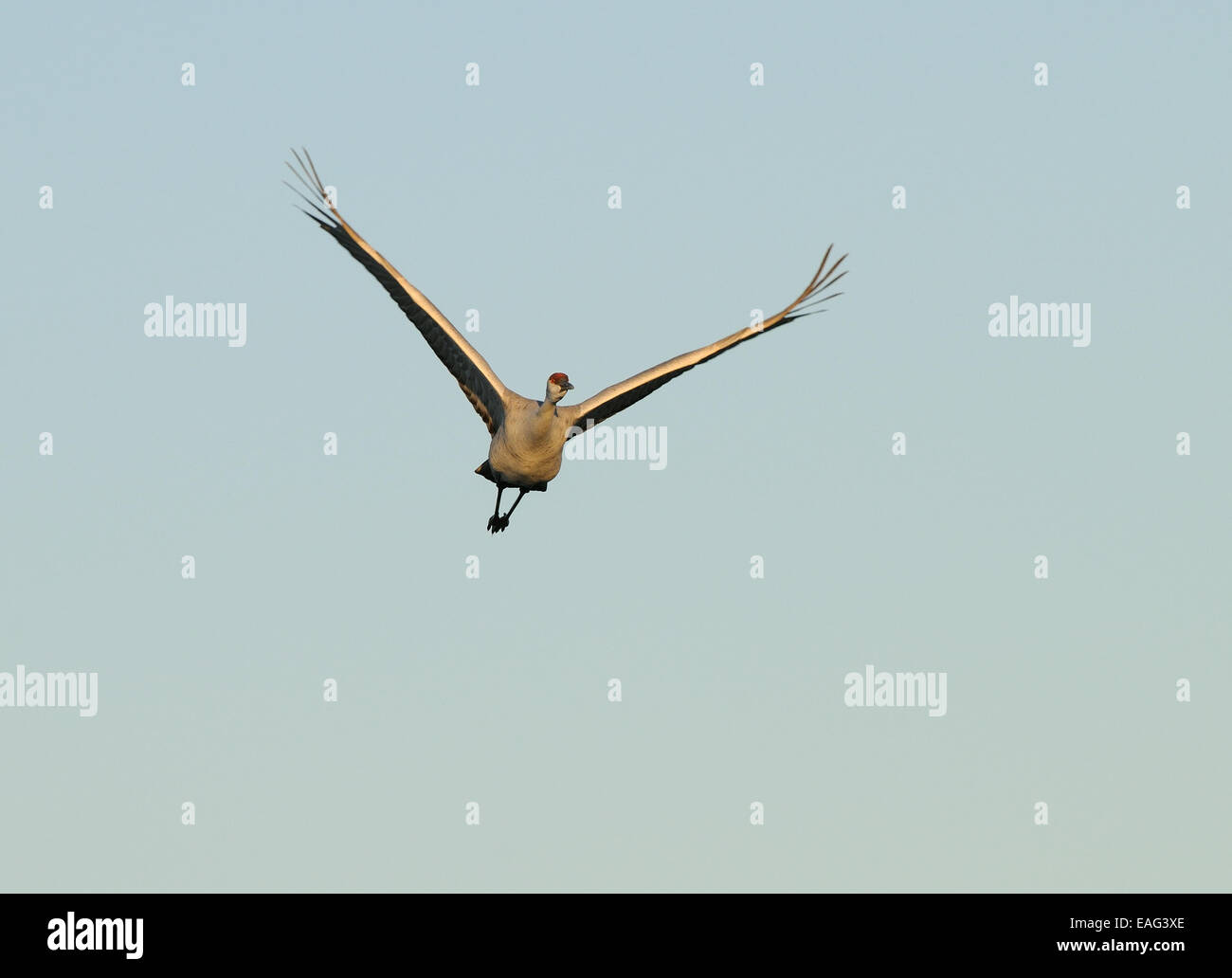 Sandhill Crane flying over the water and the hills at Bosque Del Apache ...