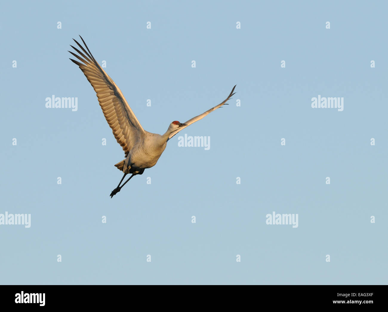 Sandhill Crane flying over the water and the hills at Bosque Del Apache ...