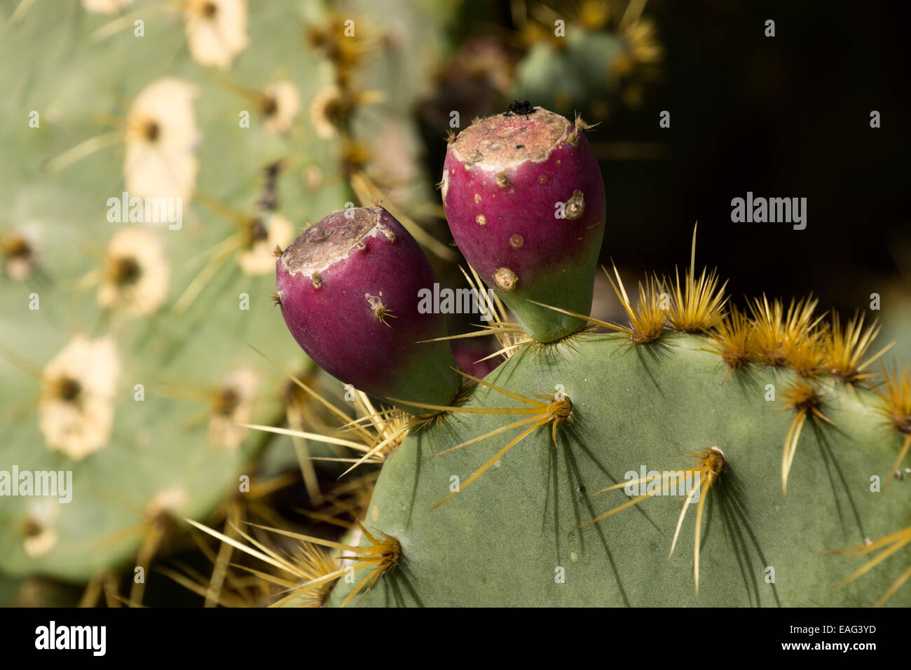 Tuna cactus hi-res stock photography and images - Alamy