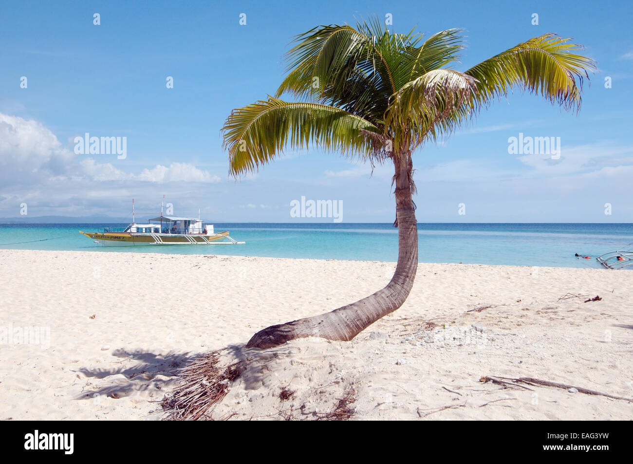 Palm tree on the shore of the island Malapaskua, Bohol Sea, Philippines ...