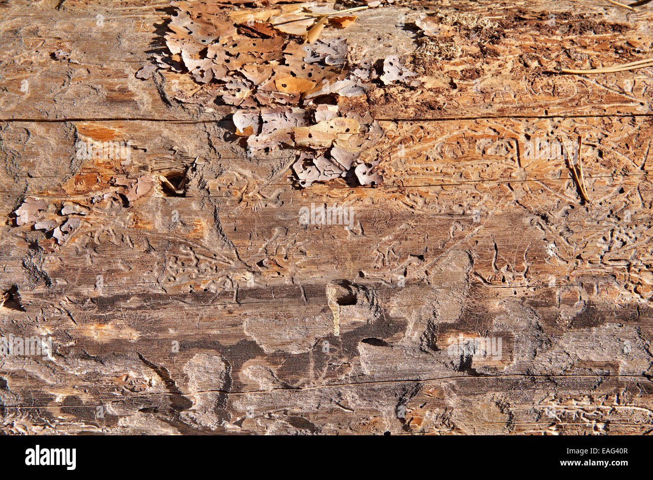 Old log texture - damaged surface with pieces of bark Stock Photo - Alamy