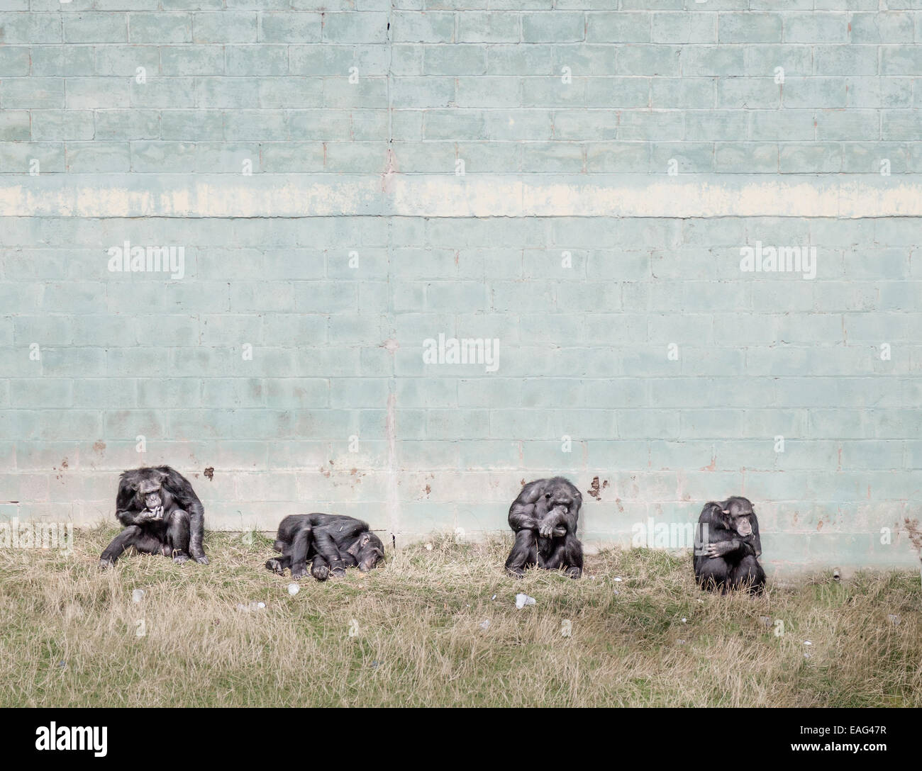 Animals kept in poor conditions in zoo Stock Photo - Alamy