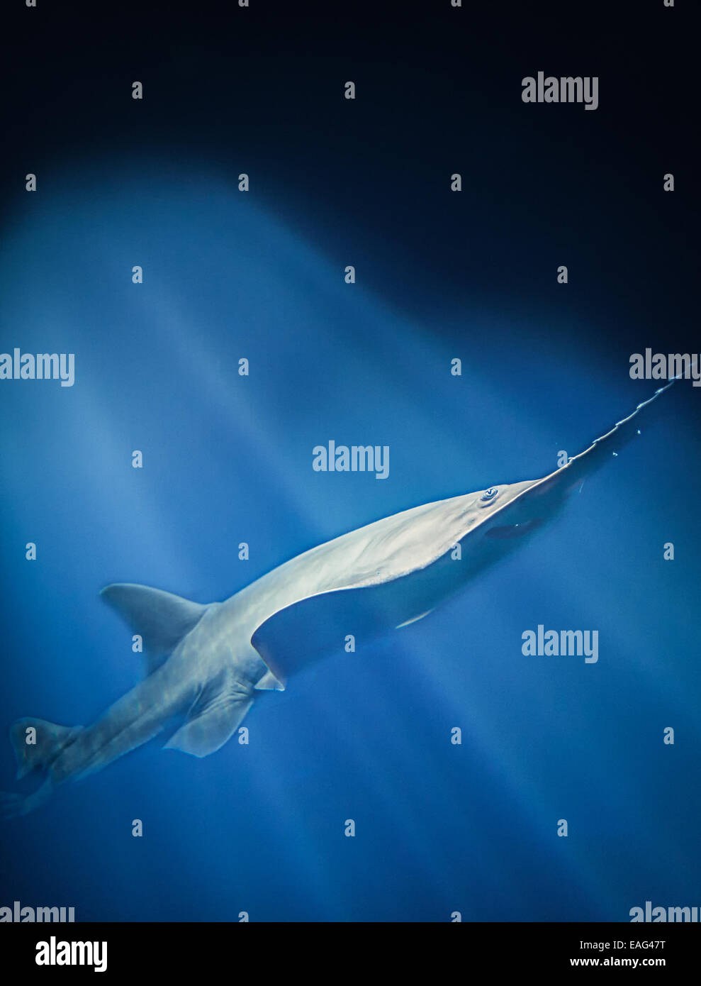 Green saw fish swimming through sunbeam Stock Photo - Alamy