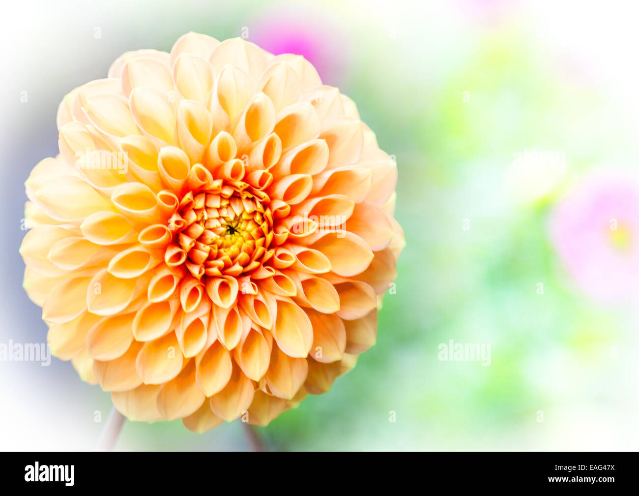Dahlia close up macro shot Stock Photo - Alamy