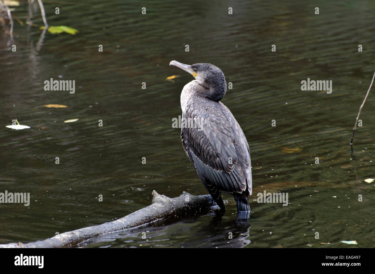 Young cormorant hi-res stock photography and images - Alamy