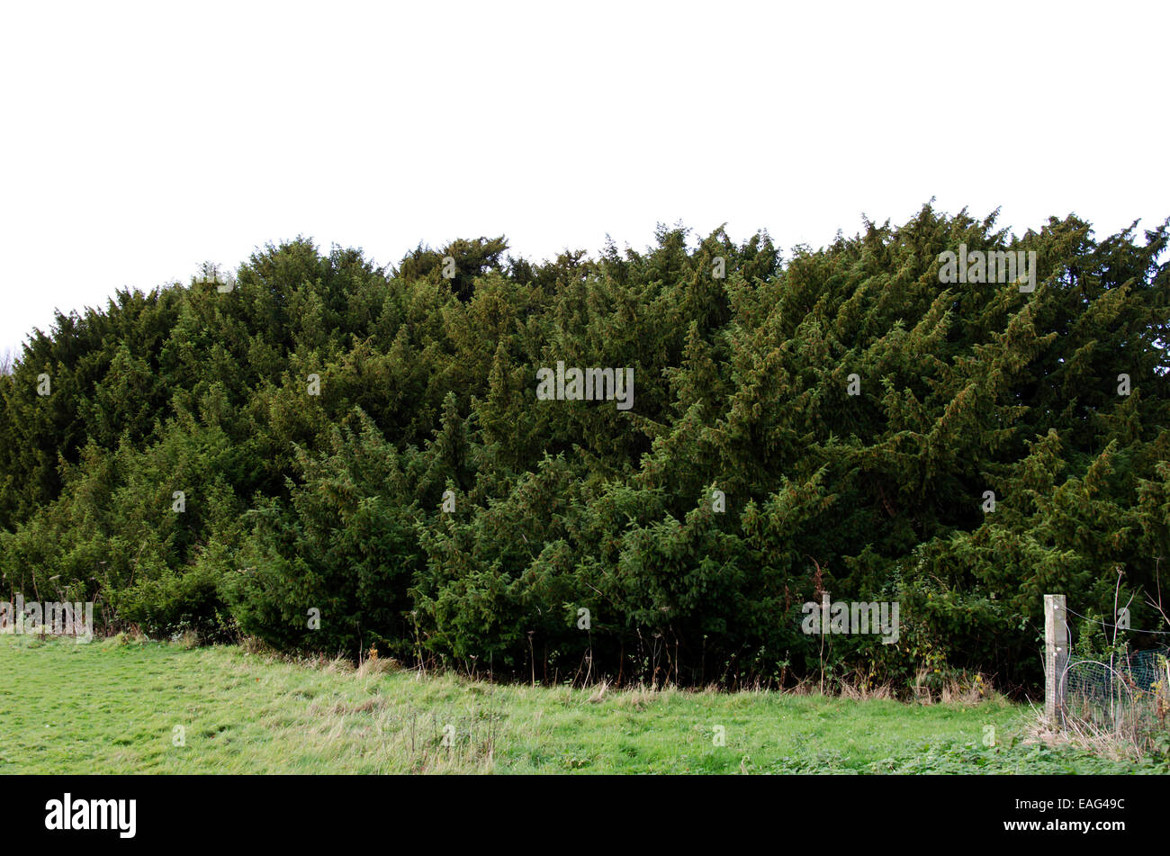 The Great Yew of Ormiston, a huge ancient yew tree near Ormiston in ...