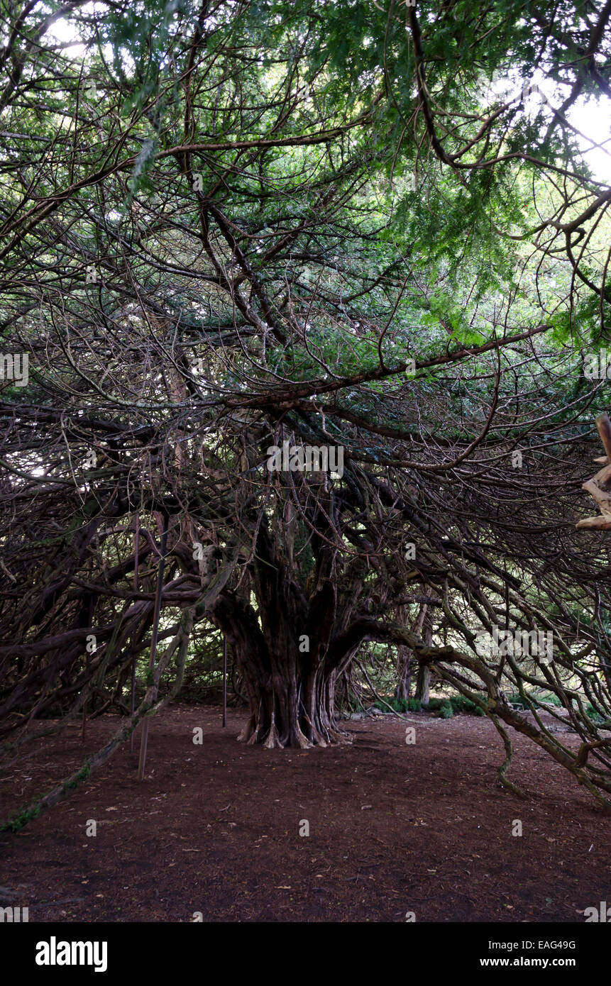 The Great Yew of Ormiston, a huge ancient yew tree near Ormiston in ...