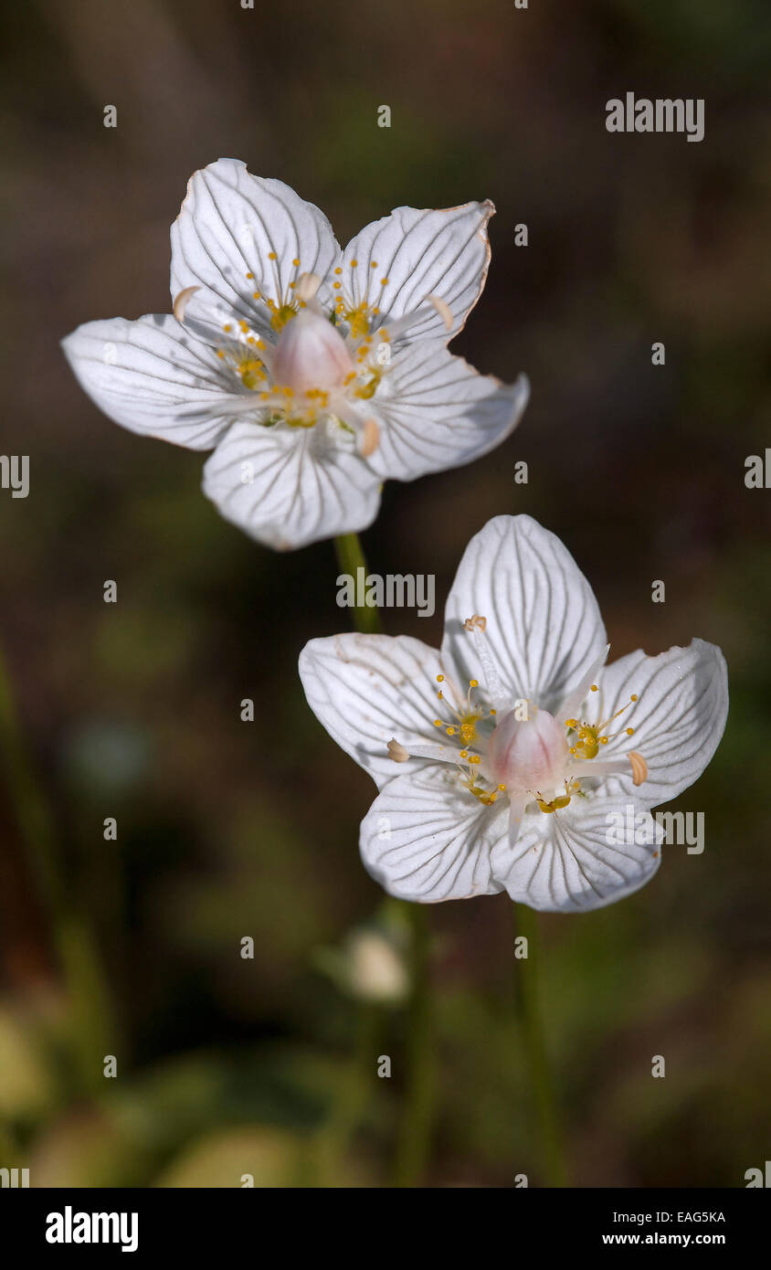 Marsh Grass-of-Parnassus / Northern Grass of Parnassus / Bog-star ...