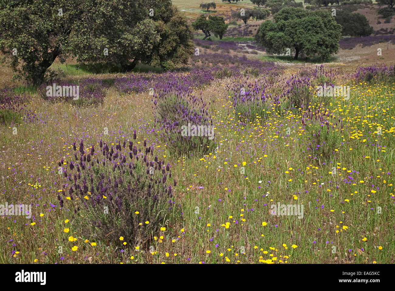 French lavender / topped Spanish lavender (Lavandula stoechas) in ...