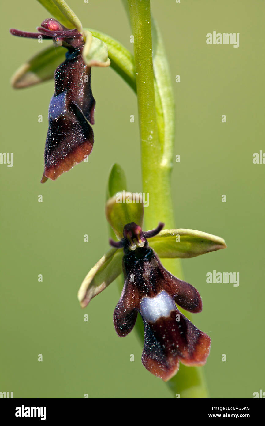 Ophrys insectifera hi-res stock photography and images - Alamy