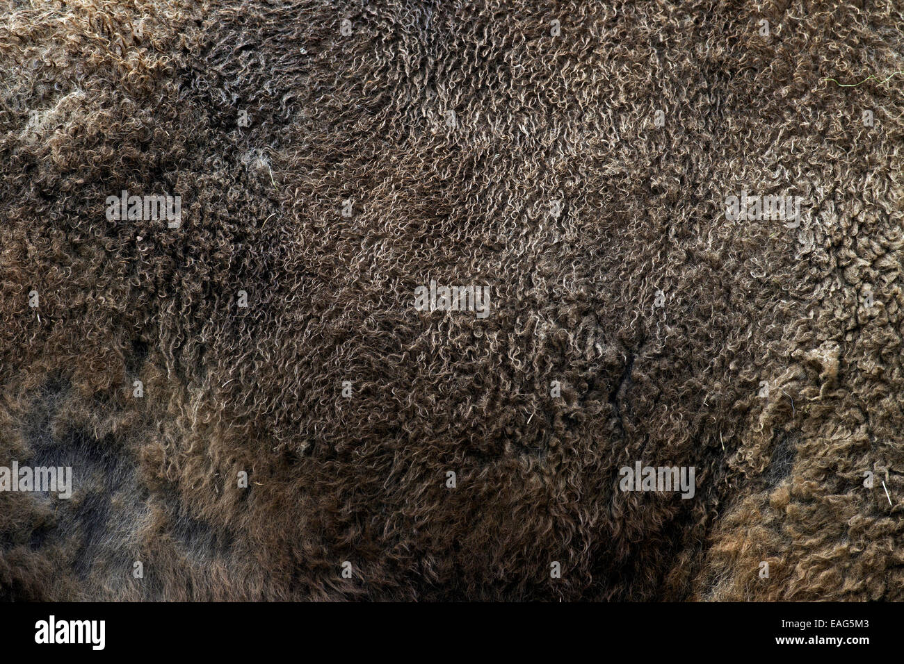 Bison hair hi-res stock photography and images - Alamy