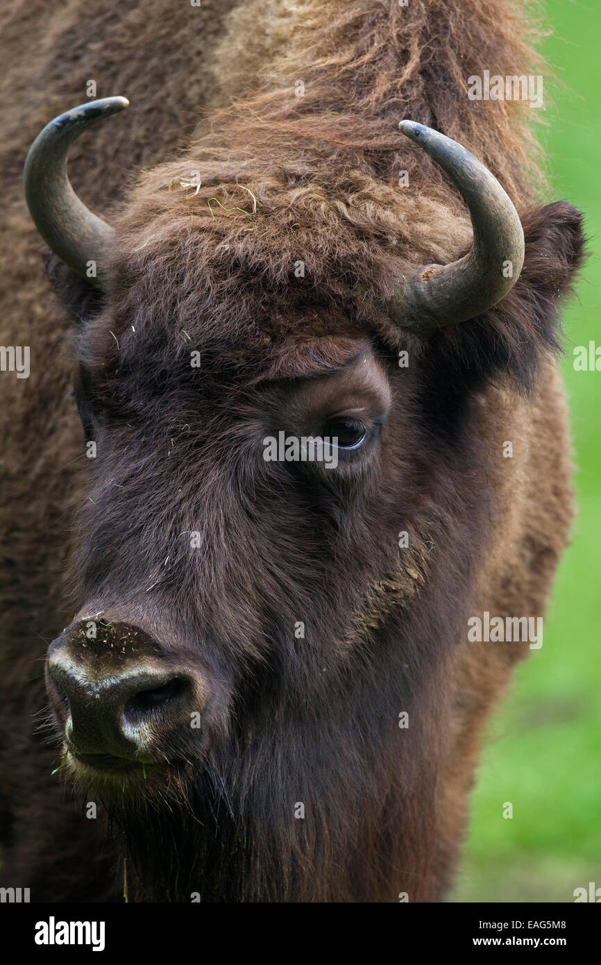 European bison / wisent (Bison bonasus) close up portrait Stock Photo ...