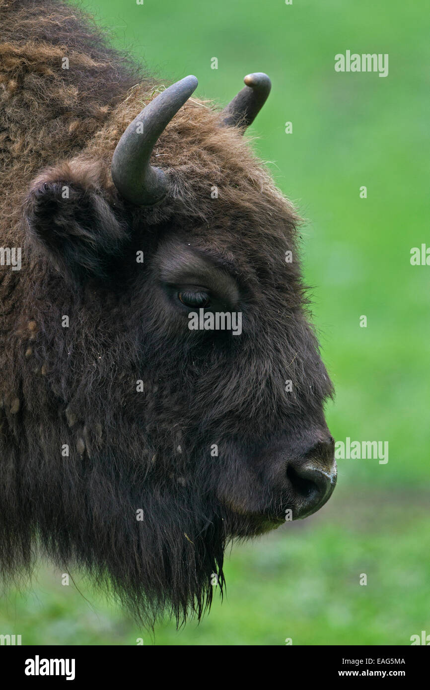 Close up of bison hi-res stock photography and images - Alamy