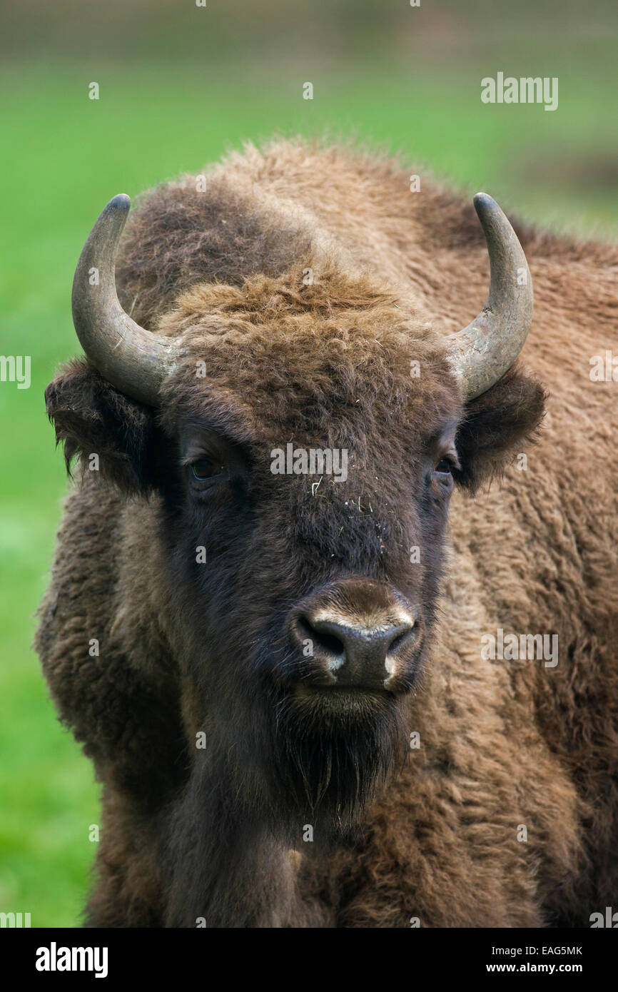 European bison / wisent (Bison bonasus) close up portrait Stock Photo ...