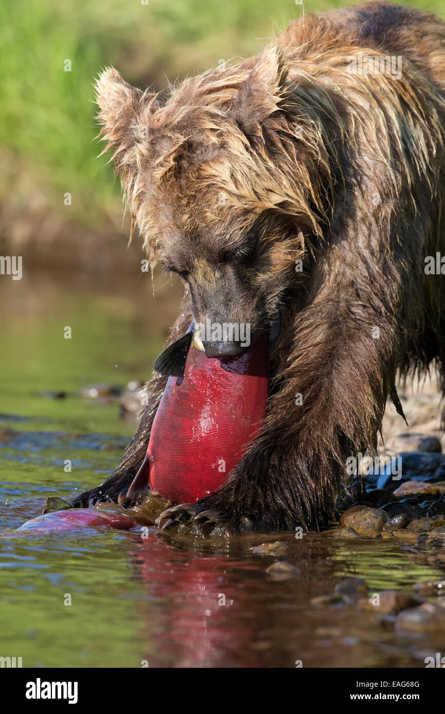 A Young Brown Bear Catches A Sockeye Salmon In A Small Stream In Katmai ...