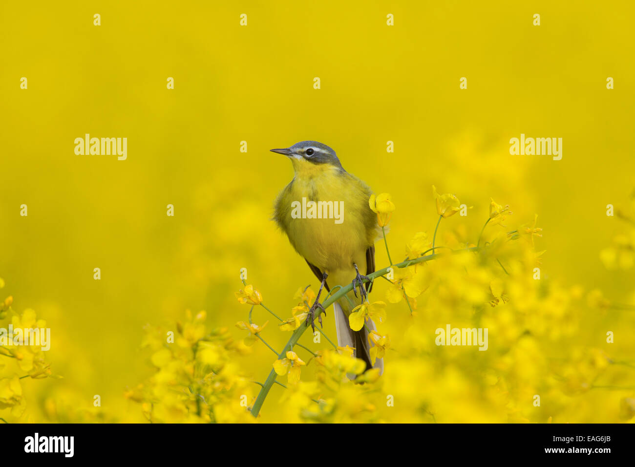 Western yellow wagtail (Motacilla flava), male perched in flowering ...
