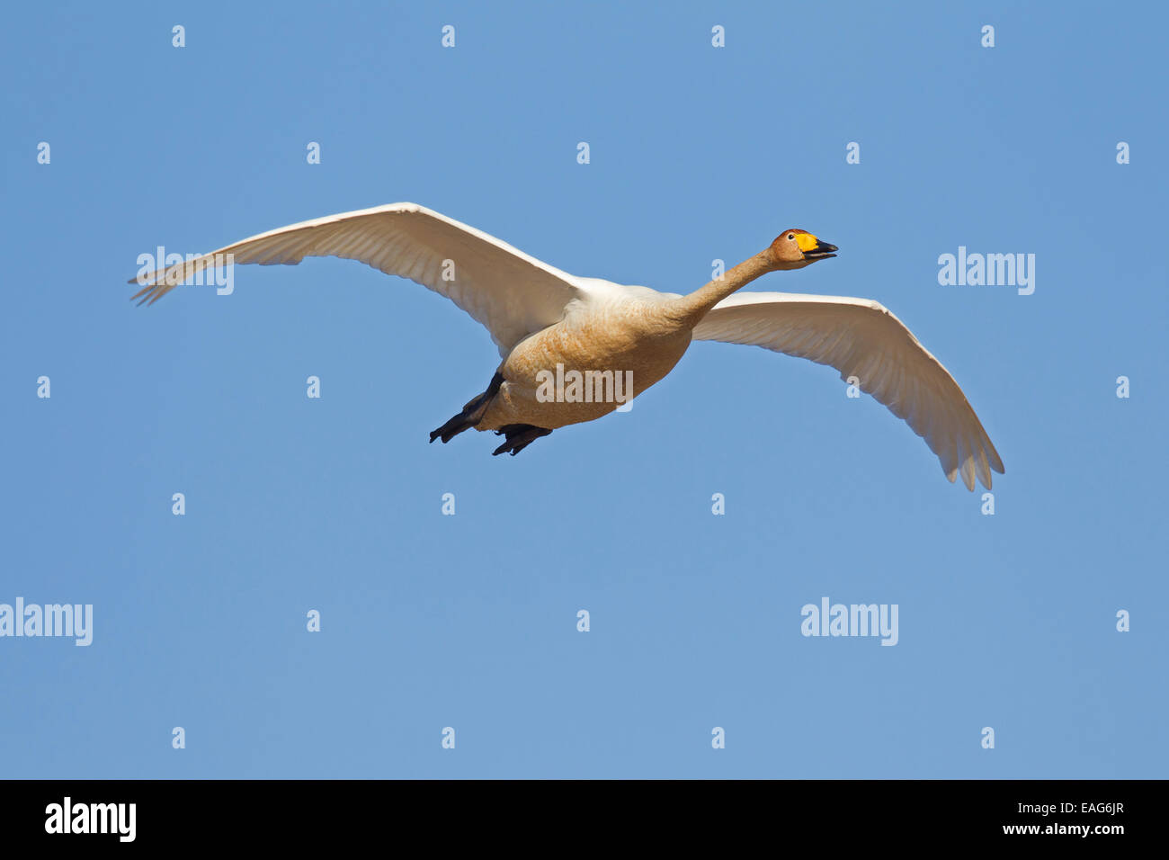 Whooper swan (Cygnus cygnus) in flight in winter Stock Photo - Alamy