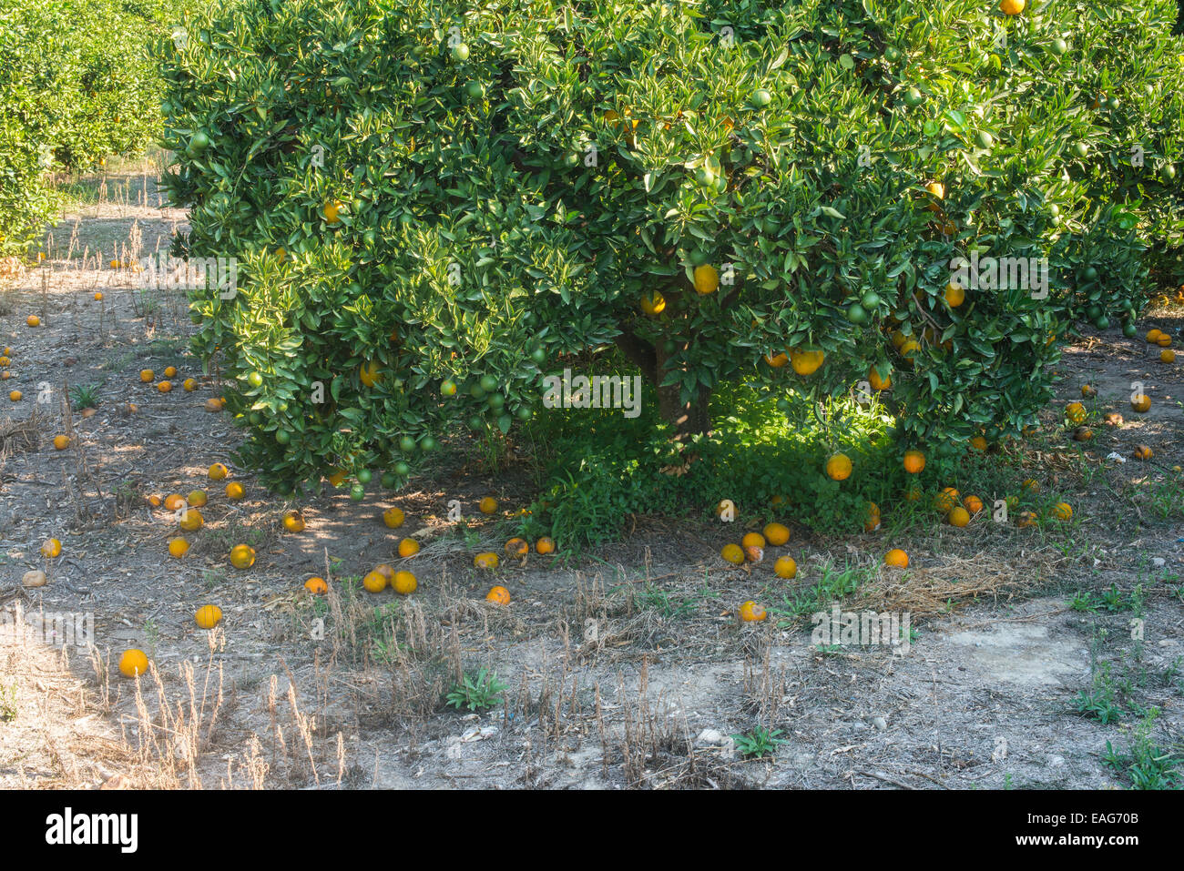 Orange trees in plantation. Agriculture trees Stock Photo - Alamy