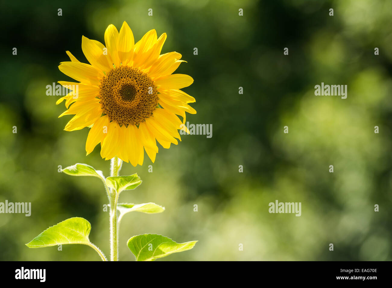 Nature Landscape With Yellow Sunflower Closeup Stock Photo - Alamy
