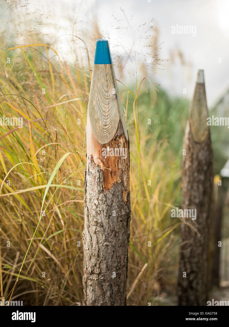 Pencil tree hi-res stock photography and images - Alamy