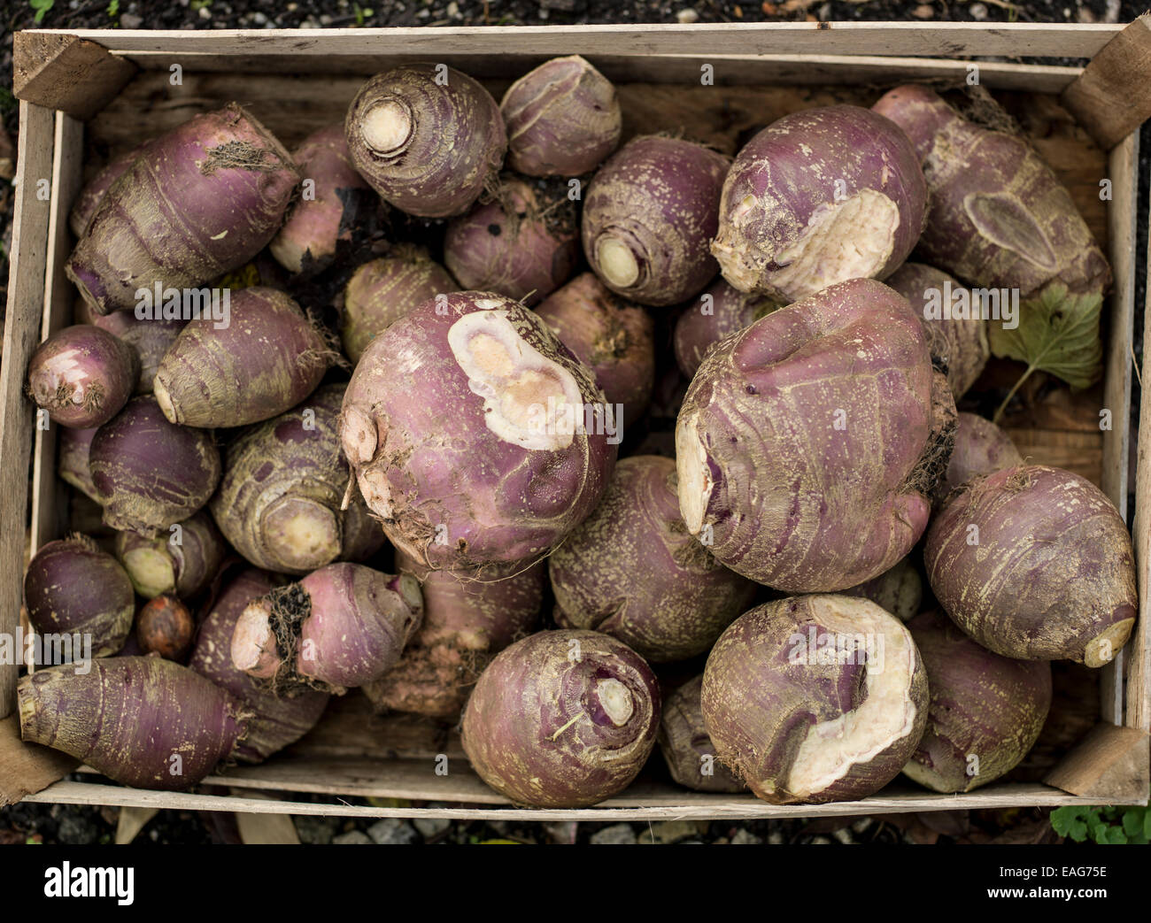 A box of Turnips Stock Photo - Alamy
