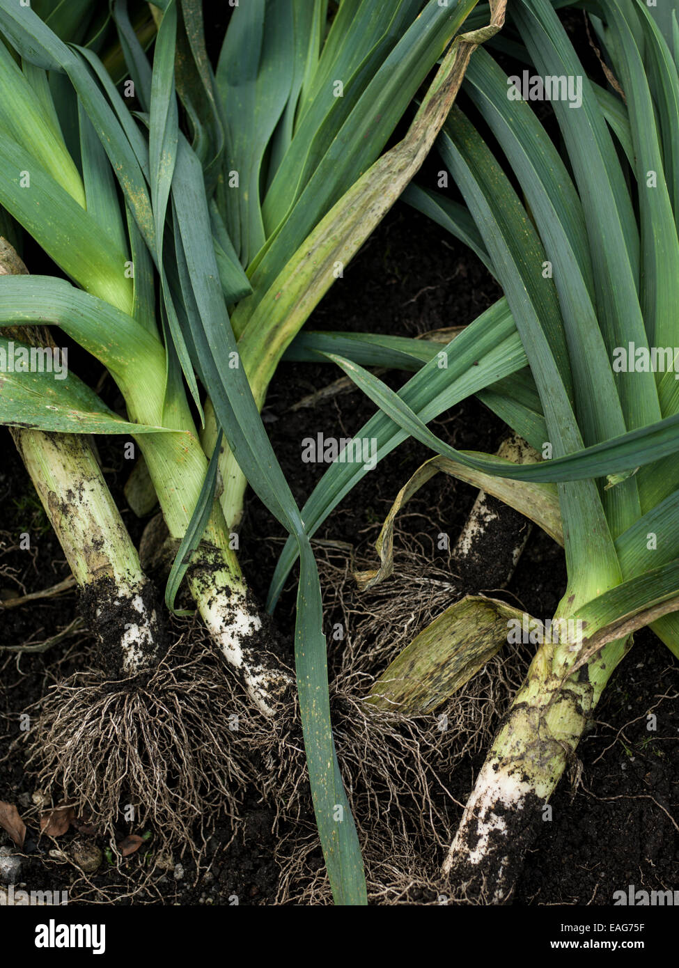 Leeks vegetable hi-res stock photography and images - Alamy