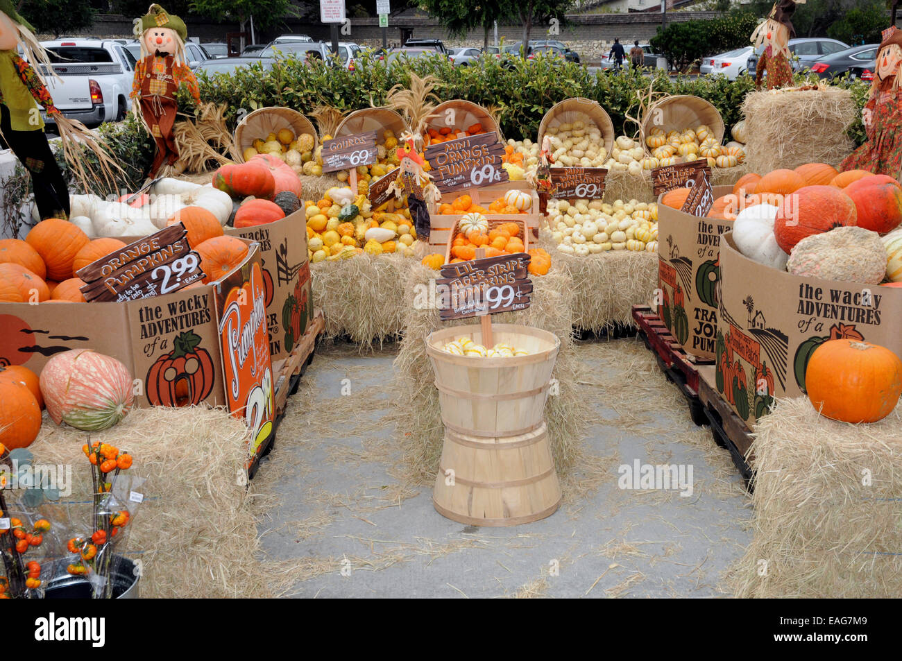 Pumpkins ready for Halloween on display at a Monterey supermarket Stock ...