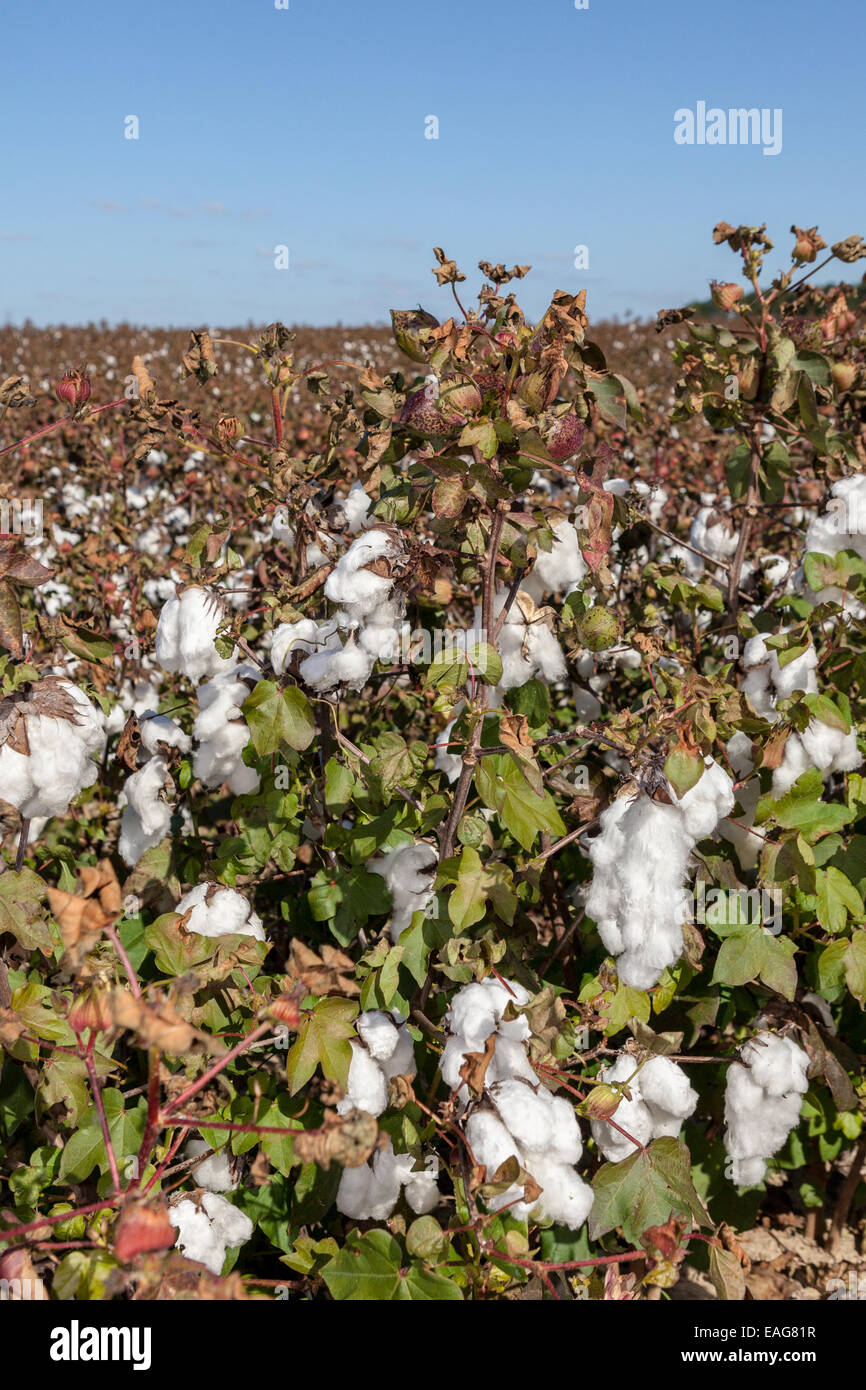 Cotton Bolls High Resolution Stock Photography and Images - Alamy