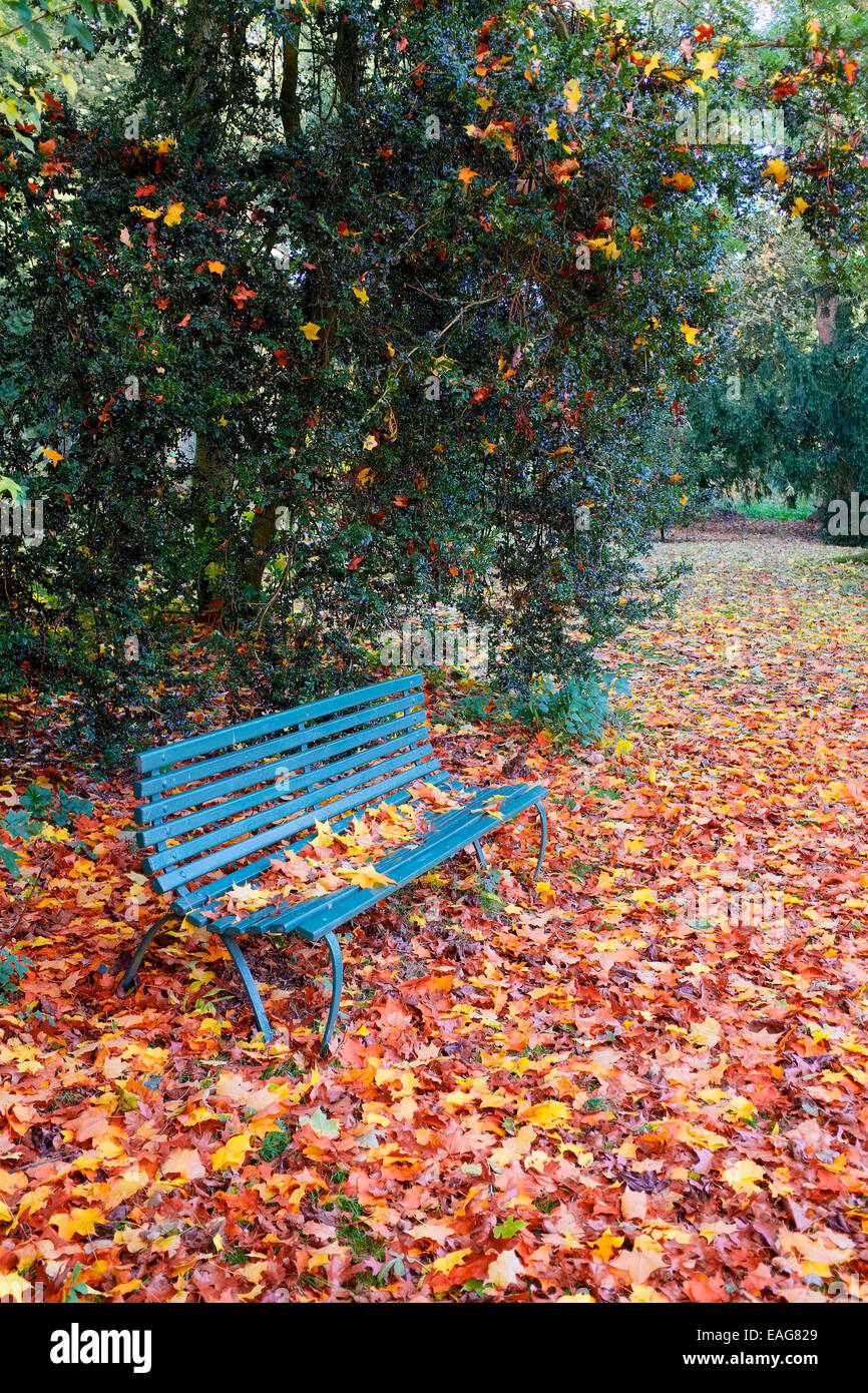 A wooden park bench amongst Autumnal leaves. There are leaves on the ...