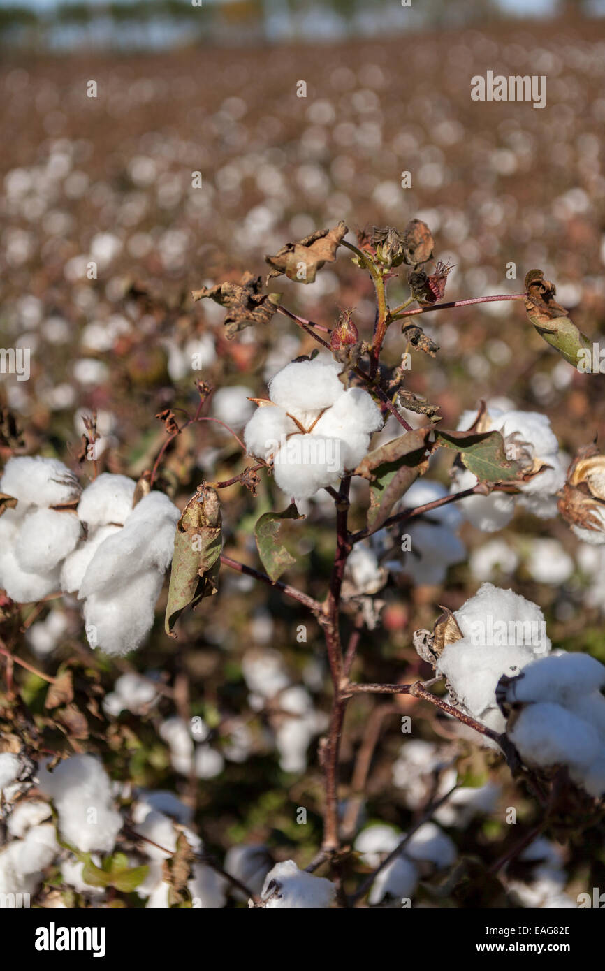 Cotton bolls ready for harvest at a farm outside Columbia, South ...