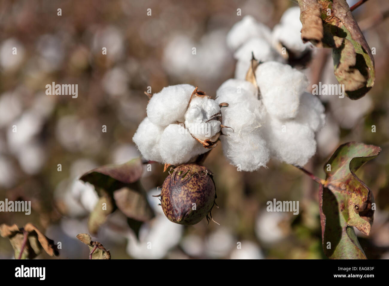 Cotton bolls ready for harvest at a farm outside Columbia, South ...