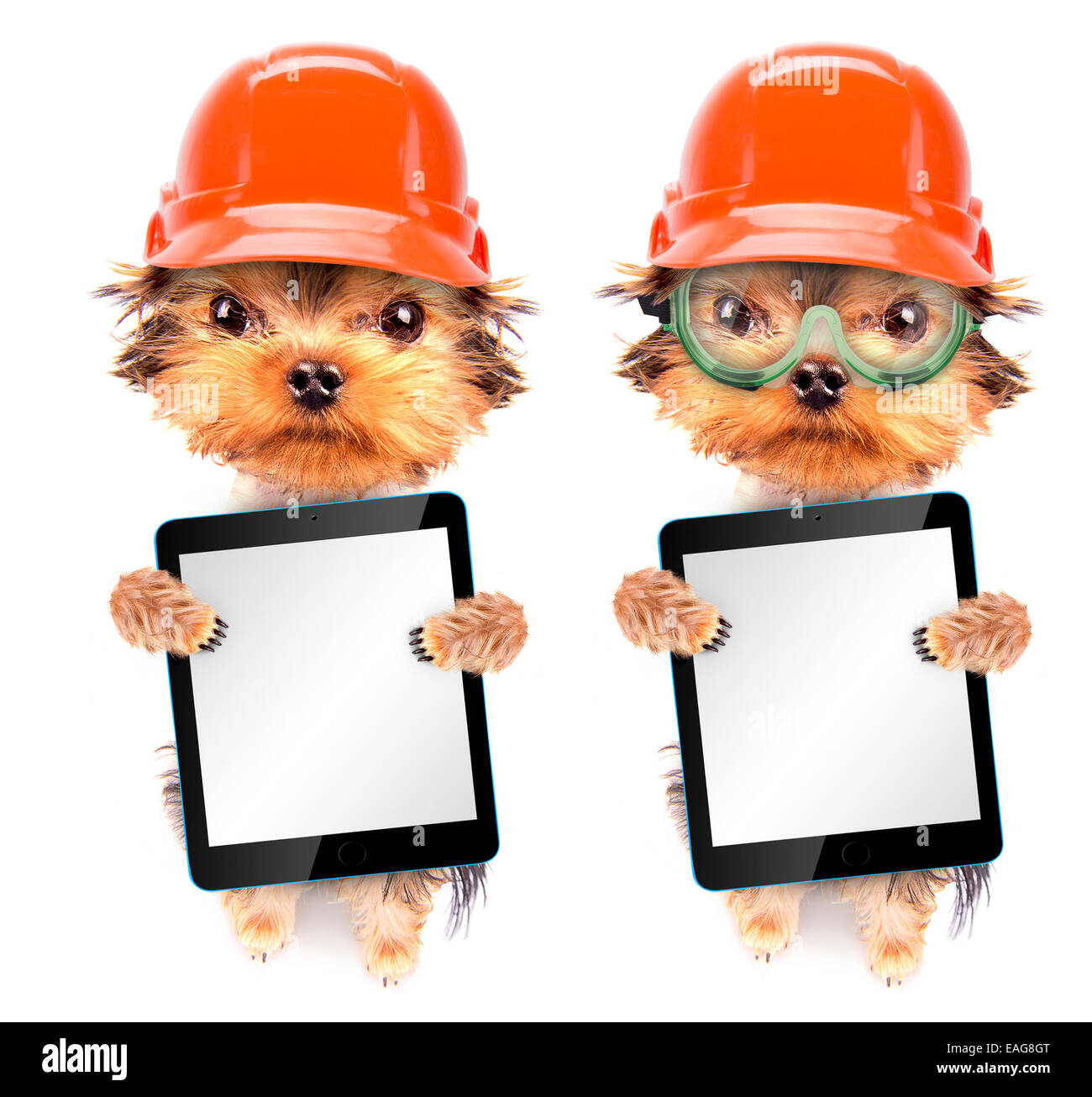 Dog dressed builder holding blank hi-res stock photography and images ...