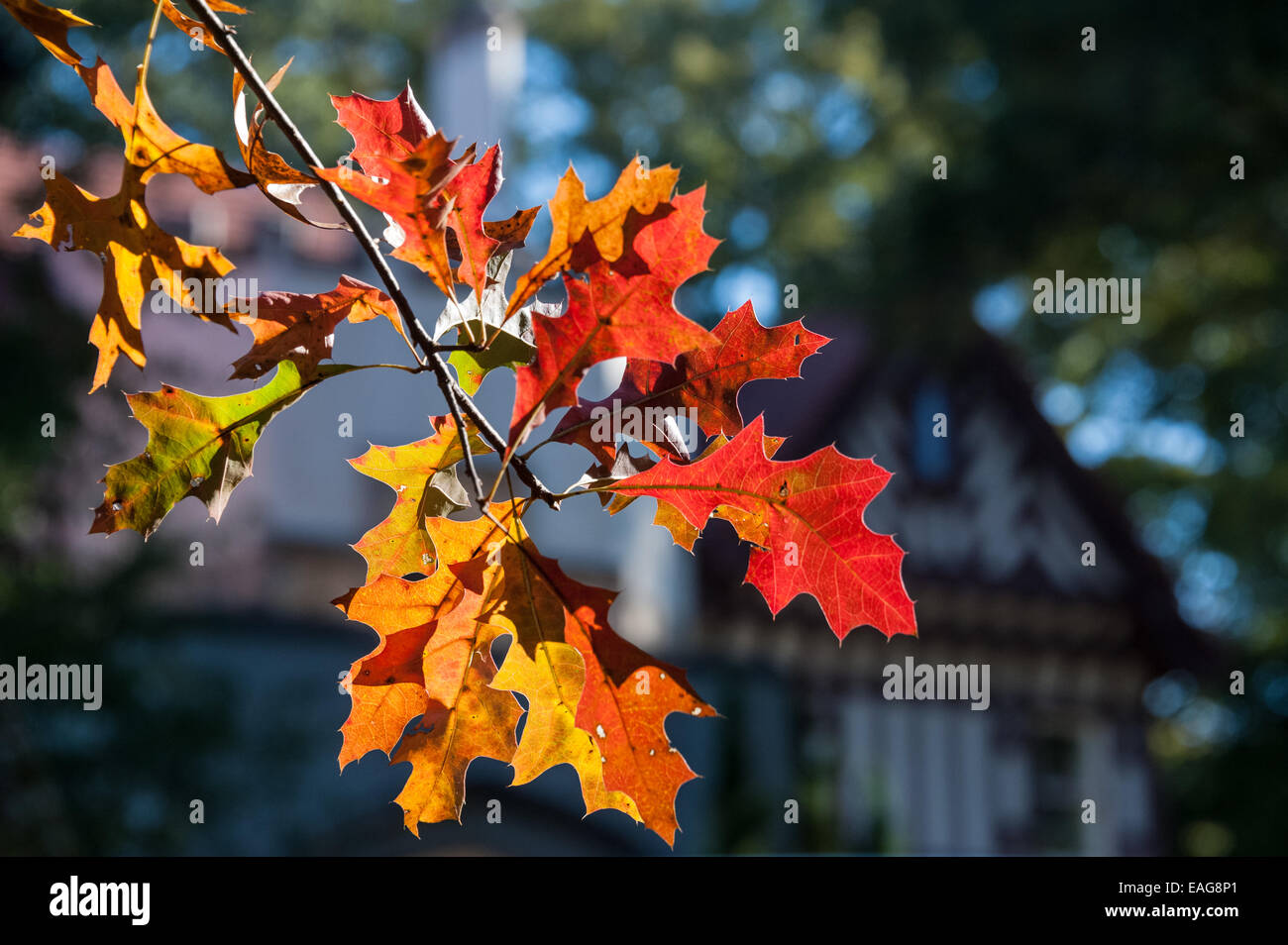 Early morning sunlight highlights the vivid colors of changing Autumn ...