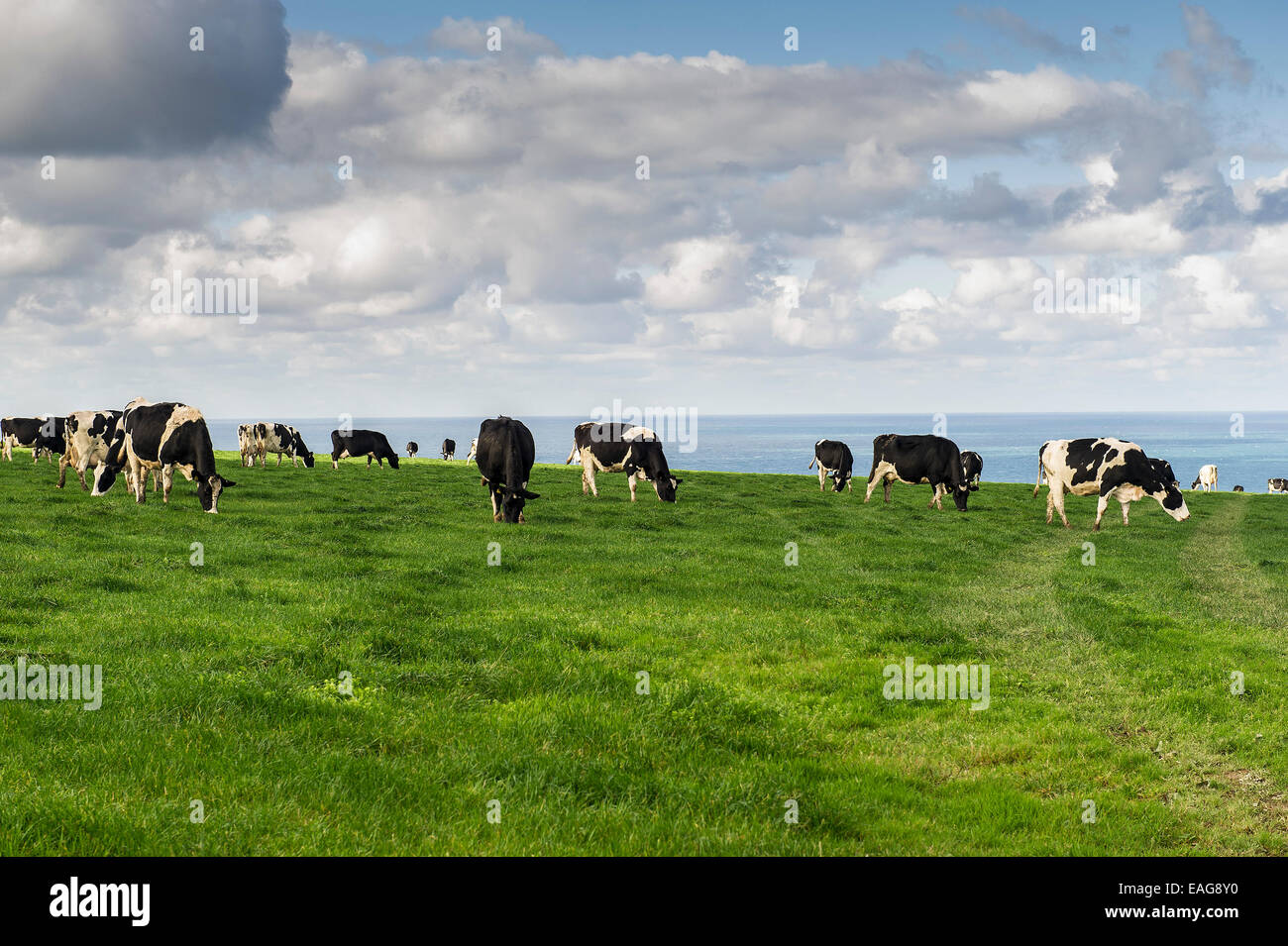 Cows field england dairy hi-res stock photography and images - Alamy
