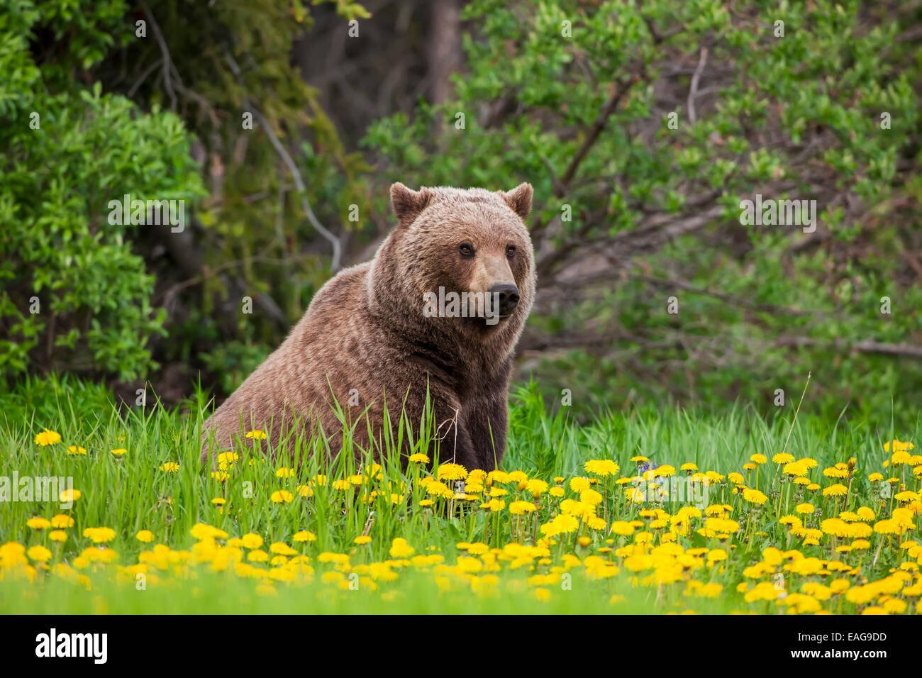 John,Hyde,Alaska Highway,Brown Bear,Canada Stock Photo - Alamy