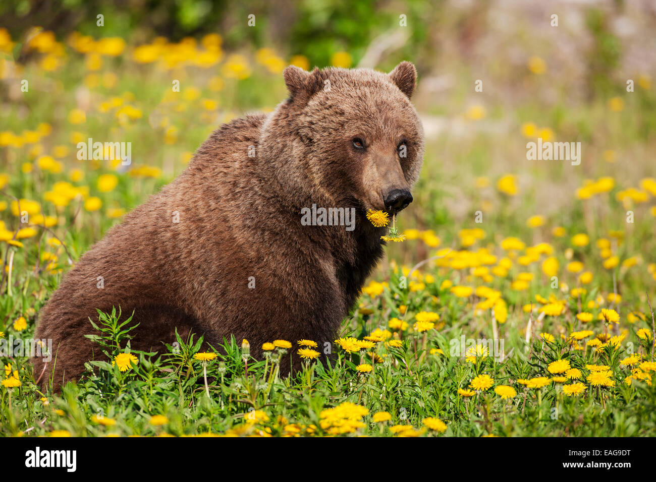 John,Hyde,Alaska Highway,Brown Bear,Canada Stock Photo - Alamy