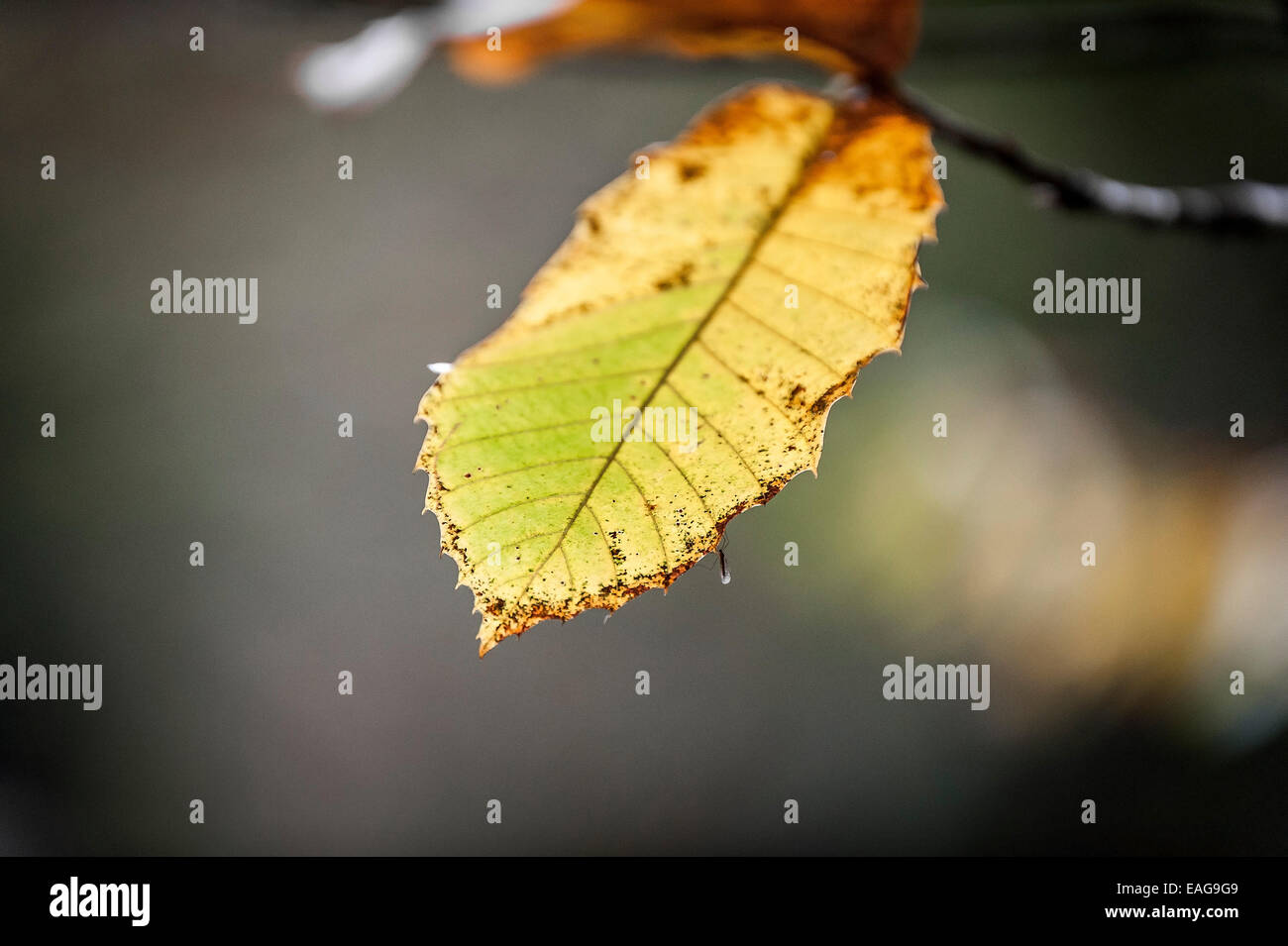Beech tree leaf hi-res stock photography and images - Alamy