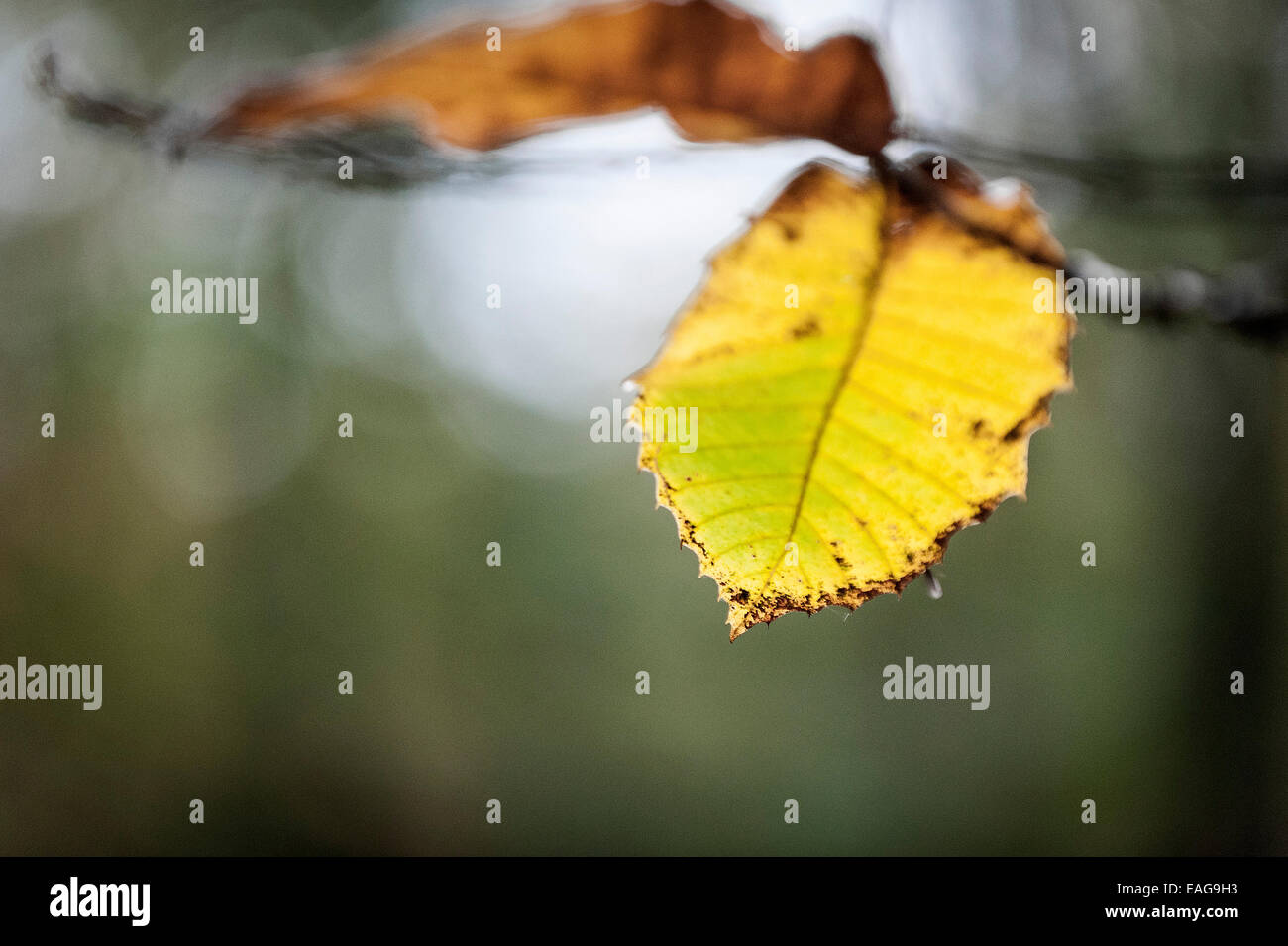 Beech tree leaf hi-res stock photography and images - Alamy