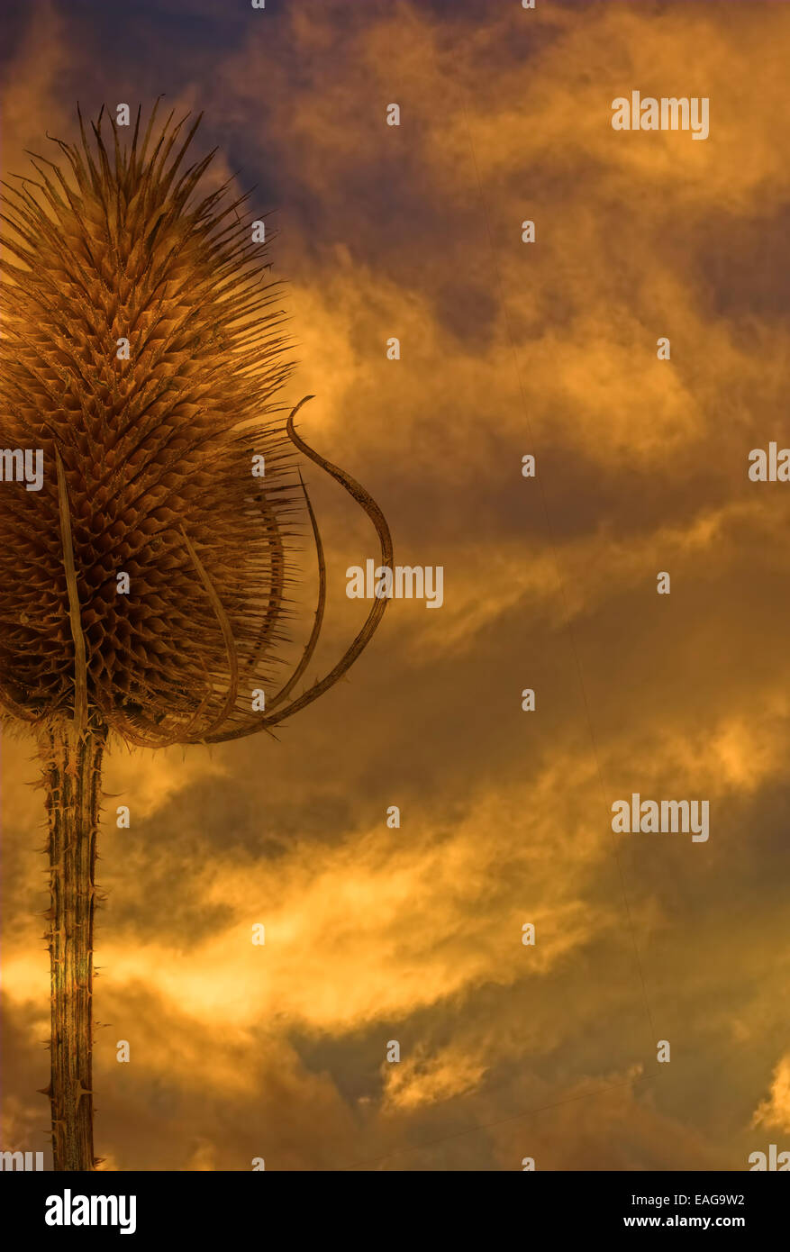 Spiky teasel hi-res stock photography and images - Alamy