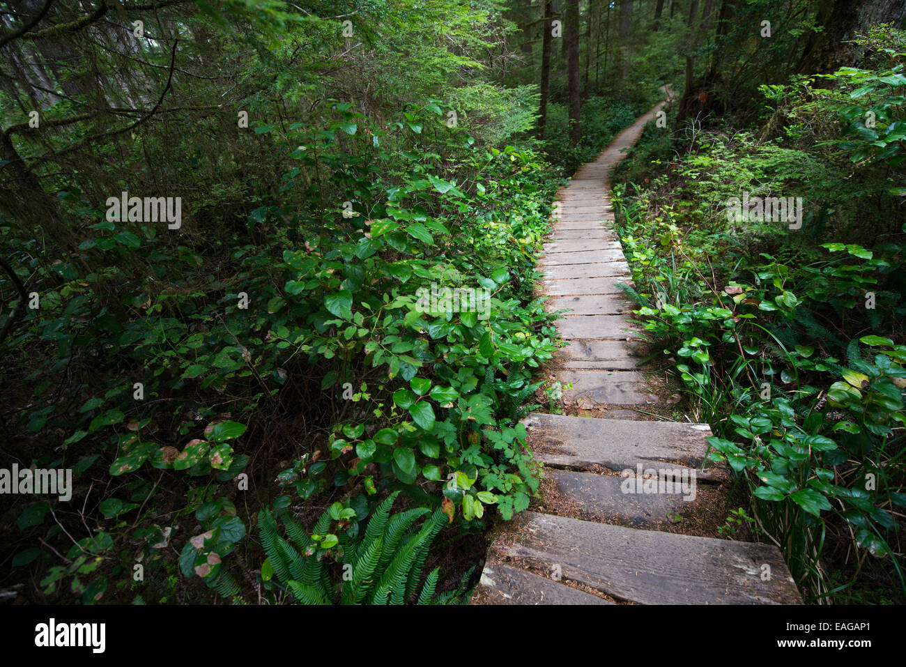 Pacific northwest trail. wooden walkway through forest at Olympic ...