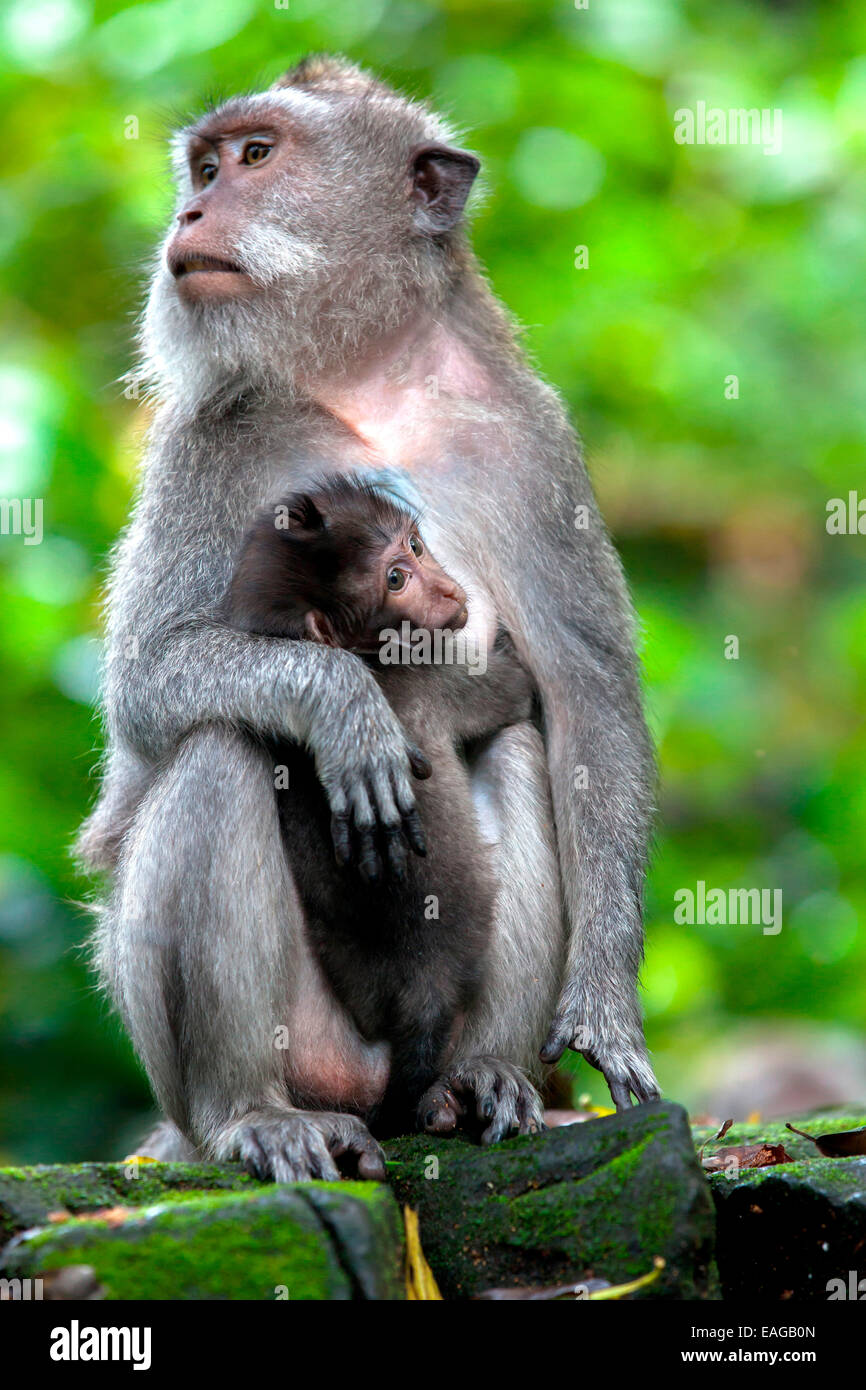 Macaque monkeys in Sacred Monkey Forest Stock Photo - Alamy