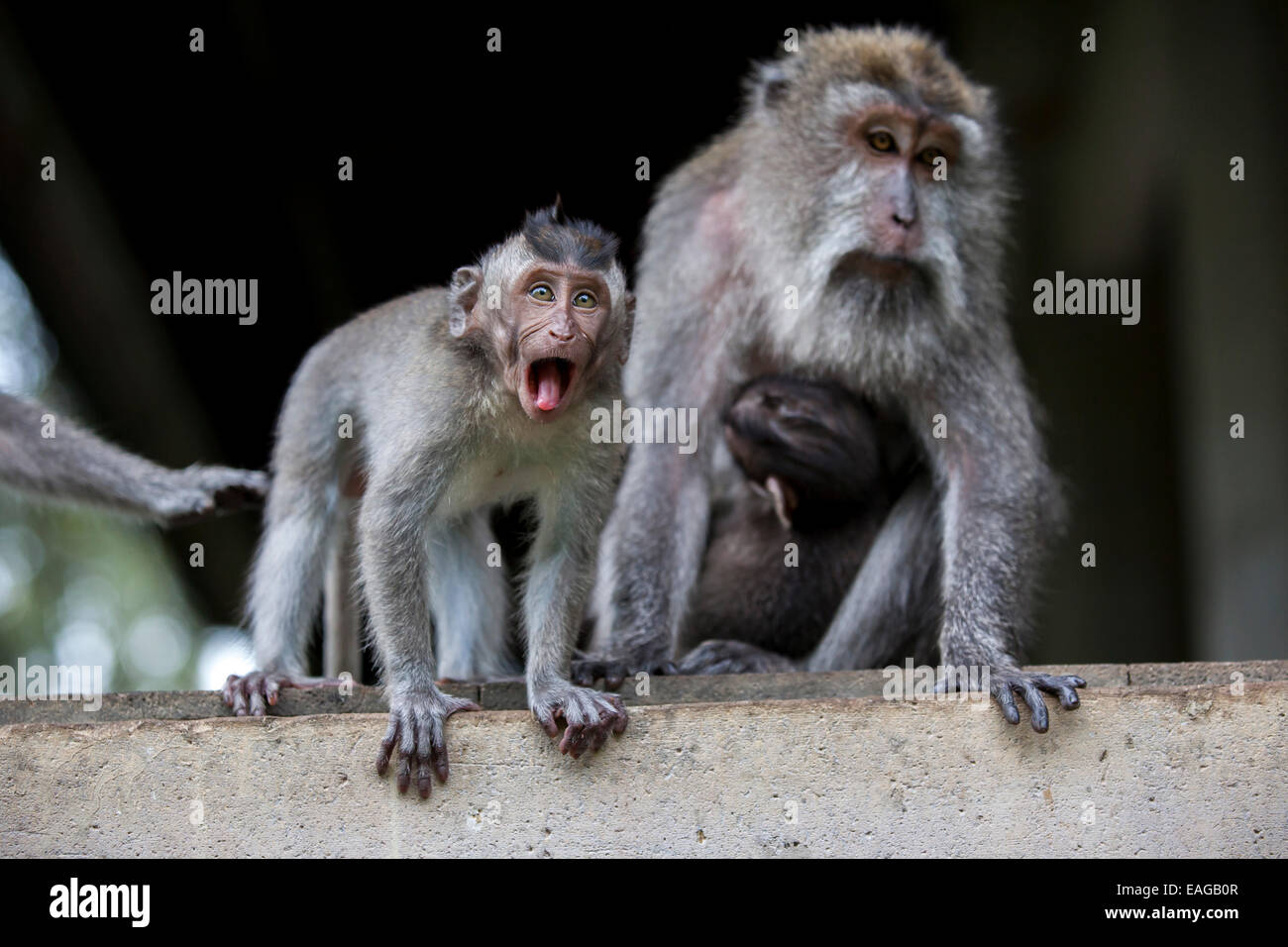 Macaque monkeys in sacred hi-res stock photography and images - Alamy