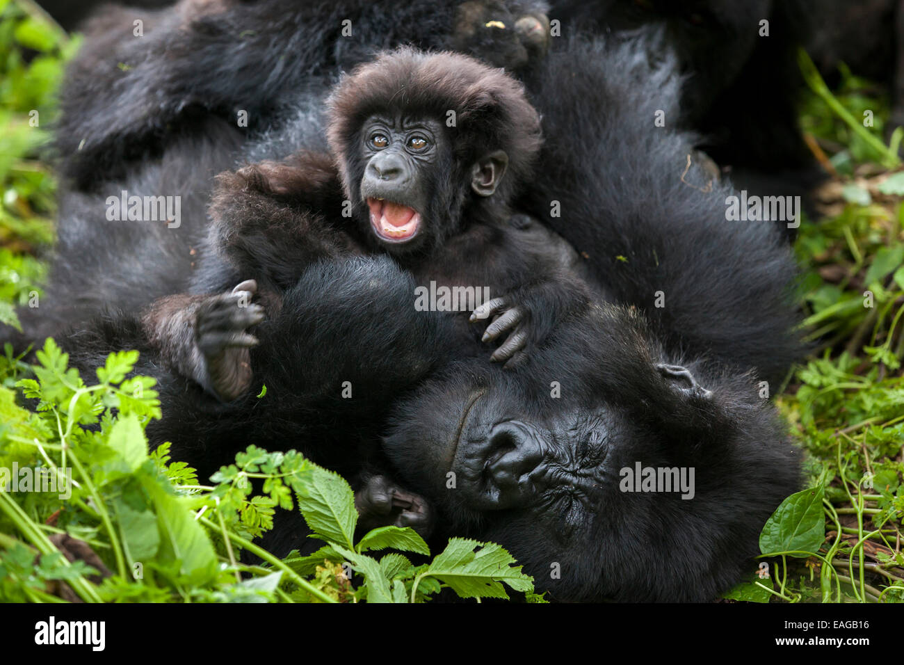 Mountain gorillas in the jungle of Rwanda's Virunga Mountains Stock ...