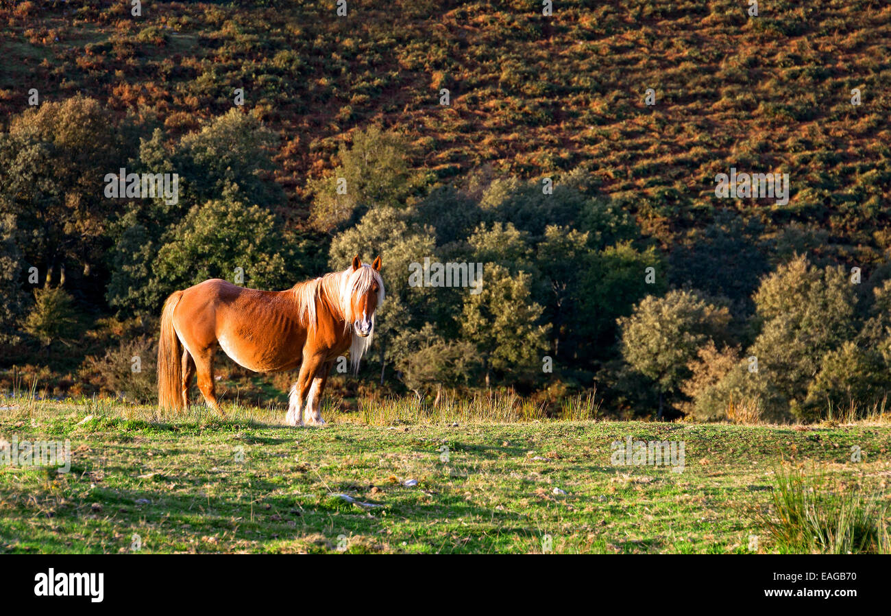 Pottoka horse staring. Pottoka is a breed of pony native to the basque ...
